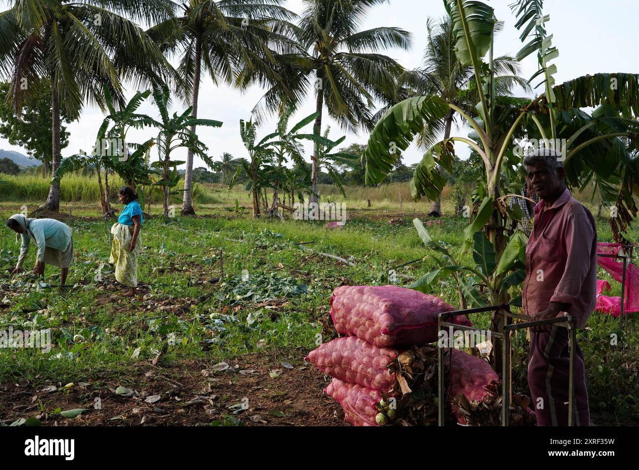Galewela. 9th Aug, 2024. Villagers harvest kohlrabi in the field in the ...
