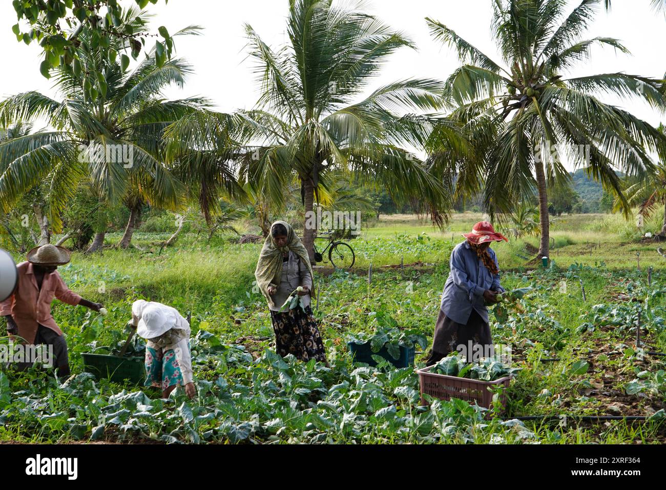 Galewela. 9th Aug, 2024. Villagers harvest kohlrabi in the field in the ...