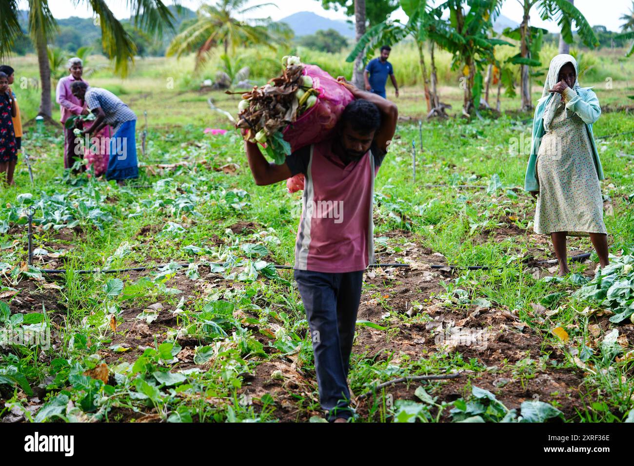 Galewela. 9th Aug, 2024. Villagers harvest kohlrabi in the field in the ...