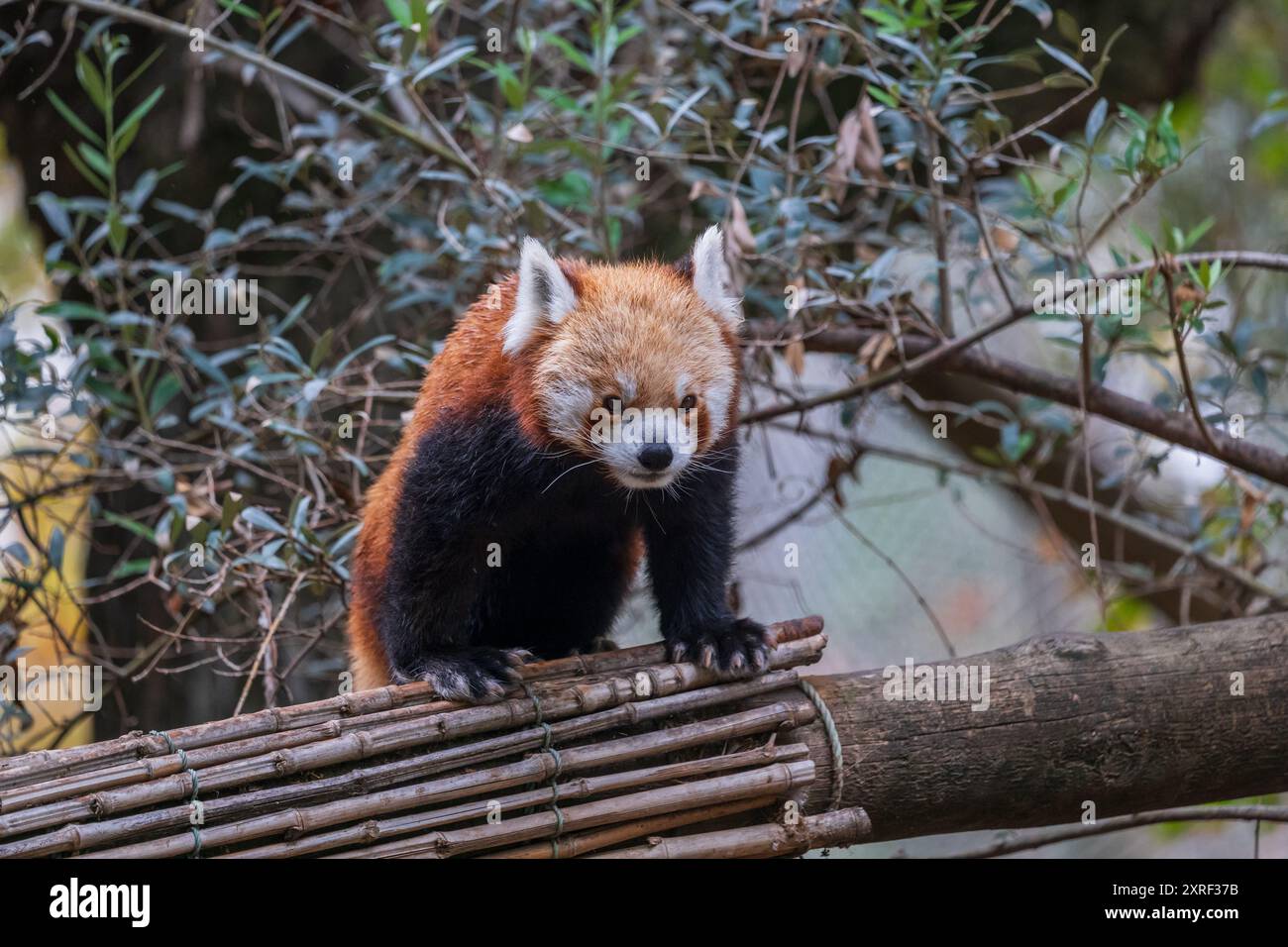 Red panda (Ailurus fulgens) in Lisbon Zoo, animal in the family ...