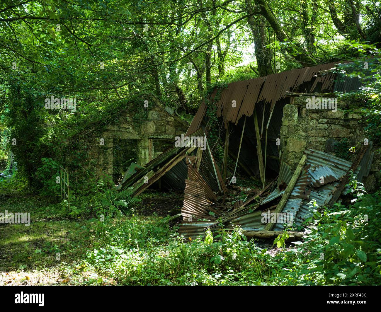 Derelict Old Farm Building with collapsed structure corrugated iron ...