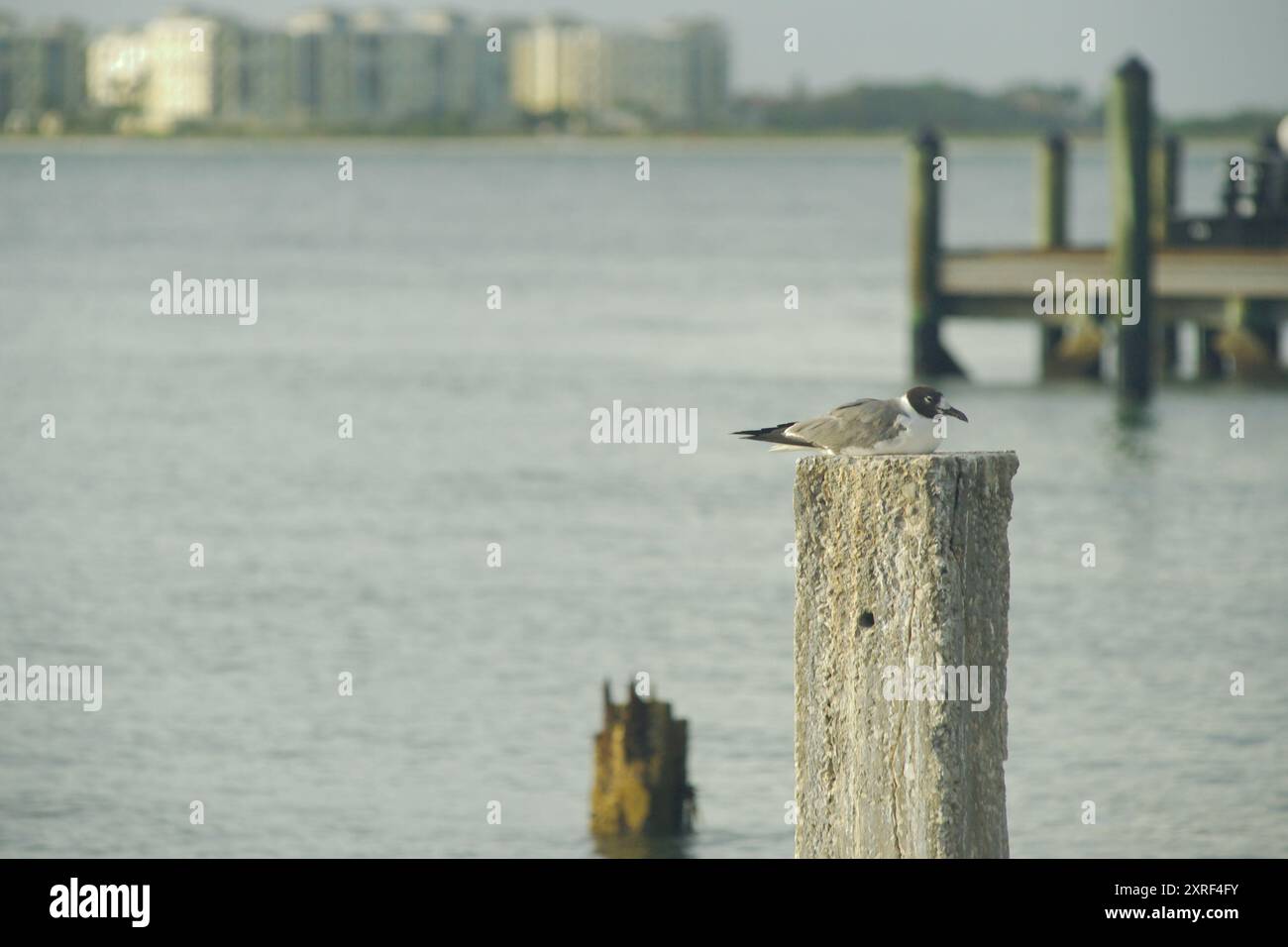 Seagull sitting on a post looking right with a pier and baywater in the ...