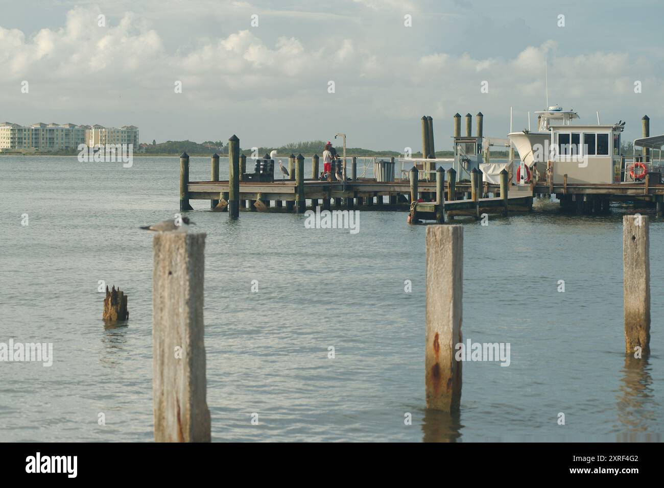 Seagull sitting on a post looking right with a pier and baywater in the ...