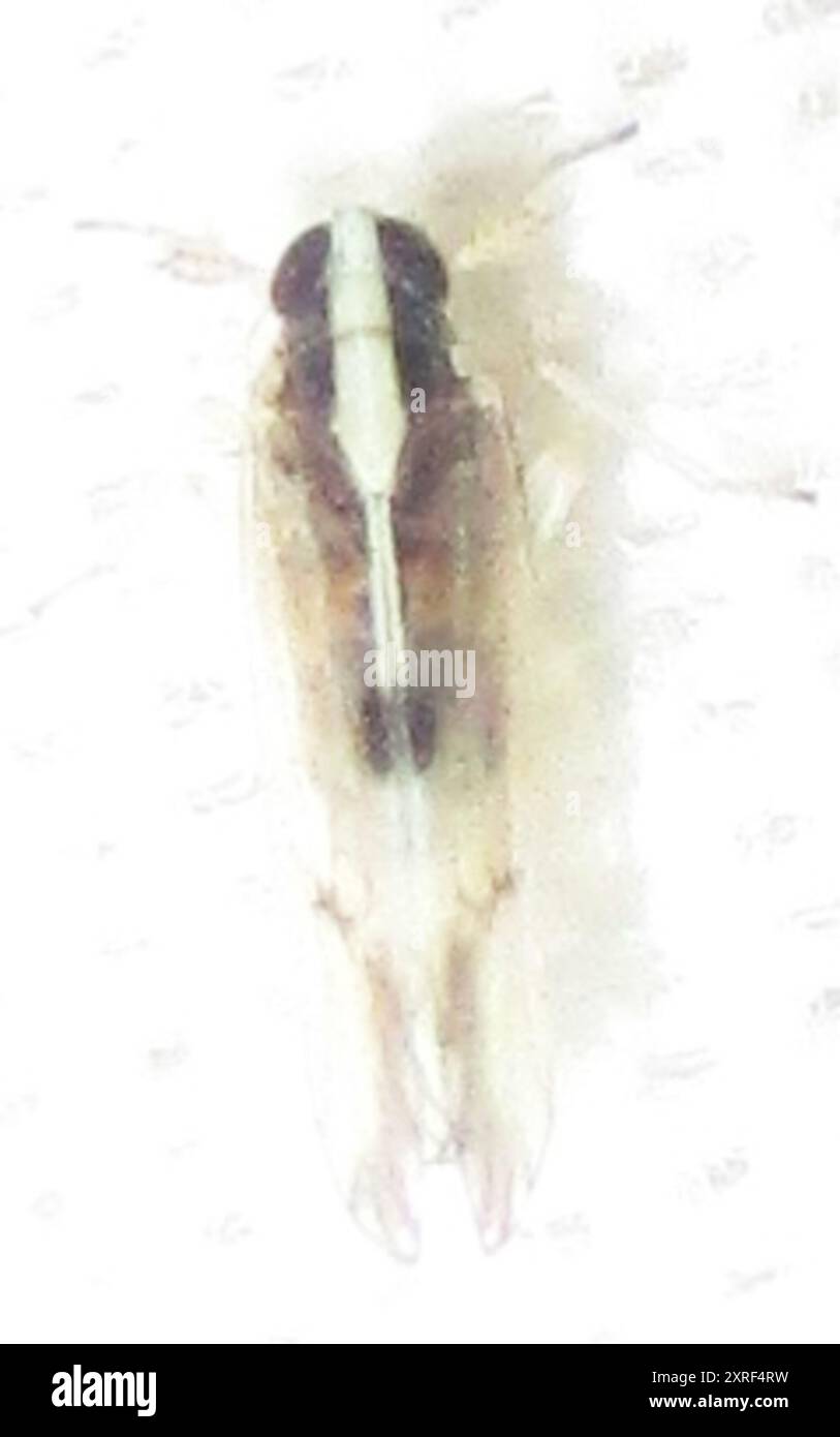 Delphacid Planthoppers (Delphacidae) Insecta Stock Photo - Alamy