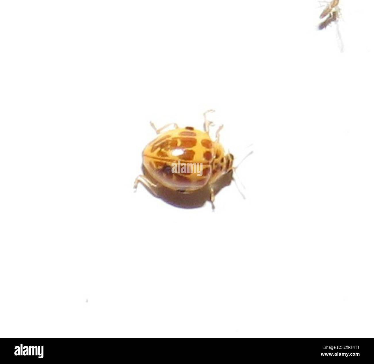 Fungus-eating Lady Beetles (Psyllobora) Insecta Stock Photo - Alamy