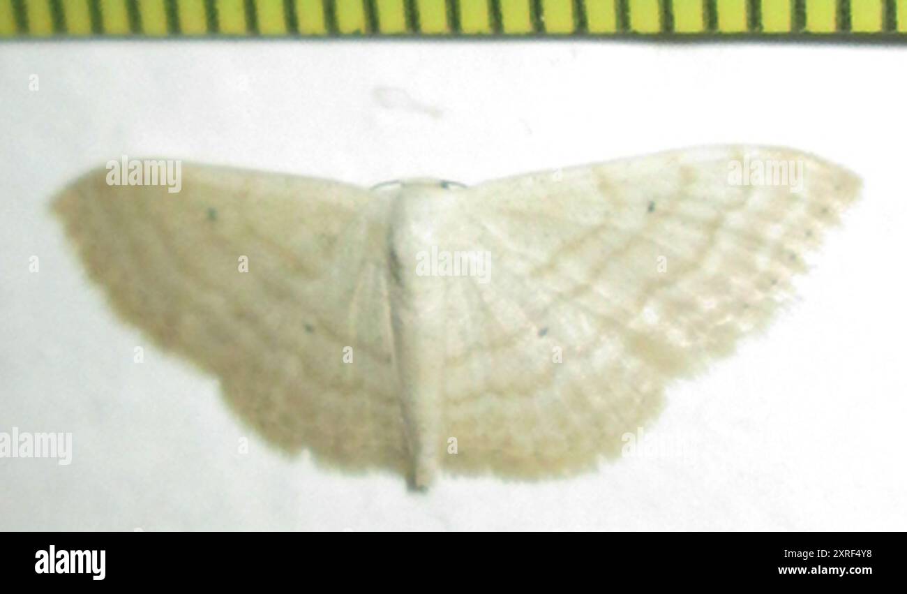 Geometer Moths (Geometridae) Insecta Stock Photo - Alamy