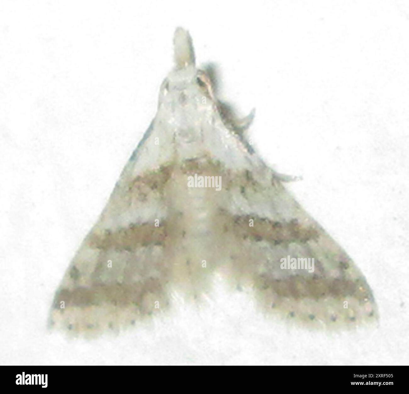 Many-plumed Moths (Alucitidae) Insecta Stock Photo - Alamy