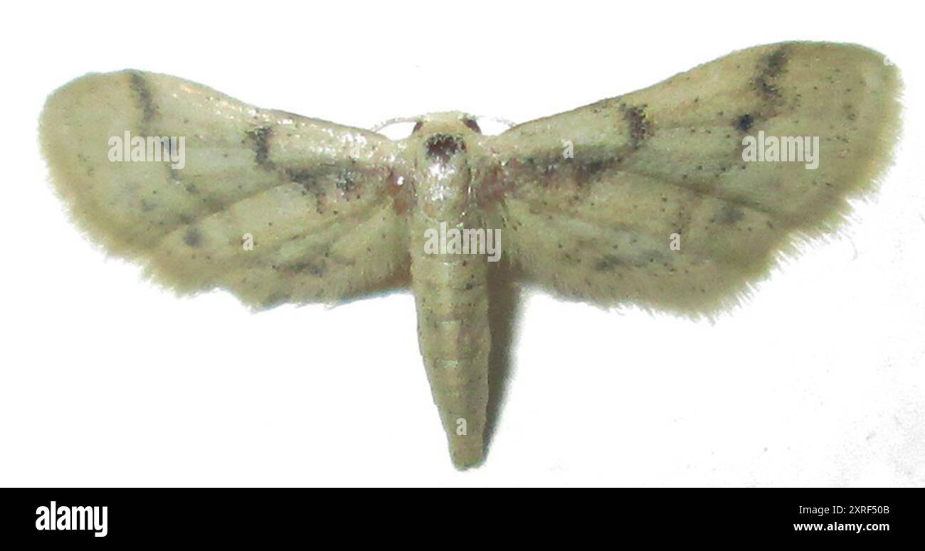 Geometer Moths (Geometridae) Insecta Stock Photo - Alamy