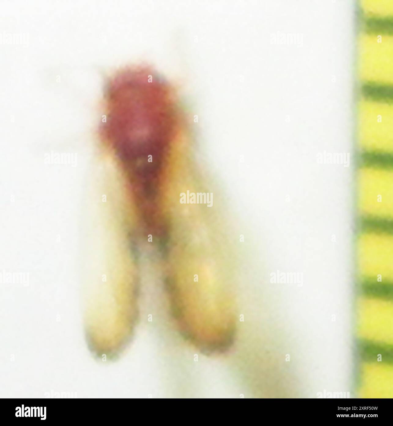 jumping plant lice (Psyllidae) Insecta Stock Photo - Alamy