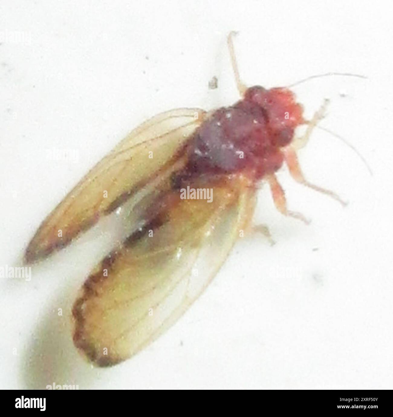 jumping plant lice (Psyllidae) Insecta Stock Photo - Alamy