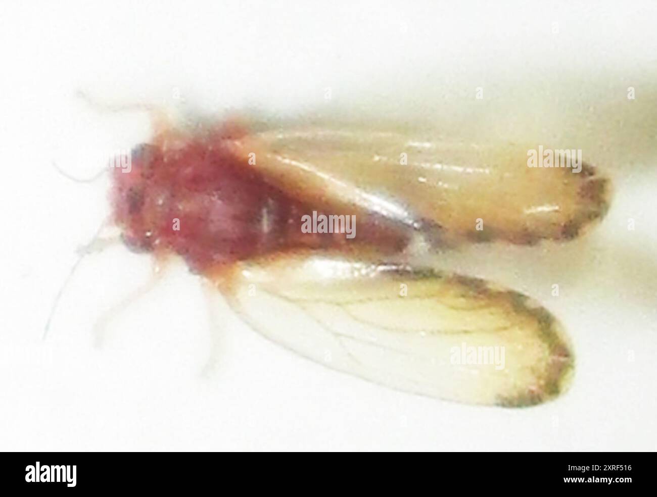 jumping plant lice (Psyllidae) Insecta Stock Photo - Alamy
