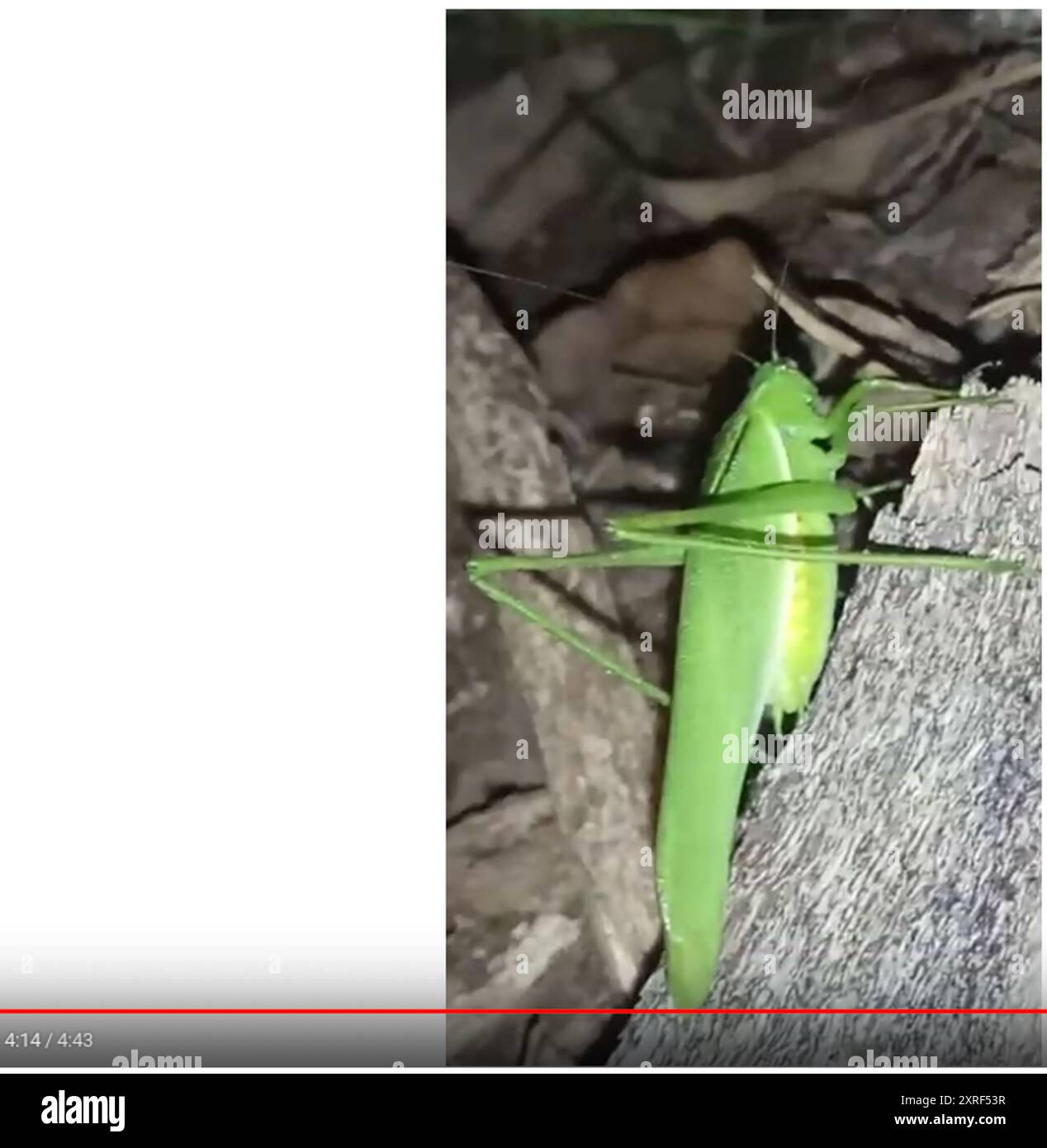 Garden Katydids (Caedicia) Insecta Stock Photo - Alamy