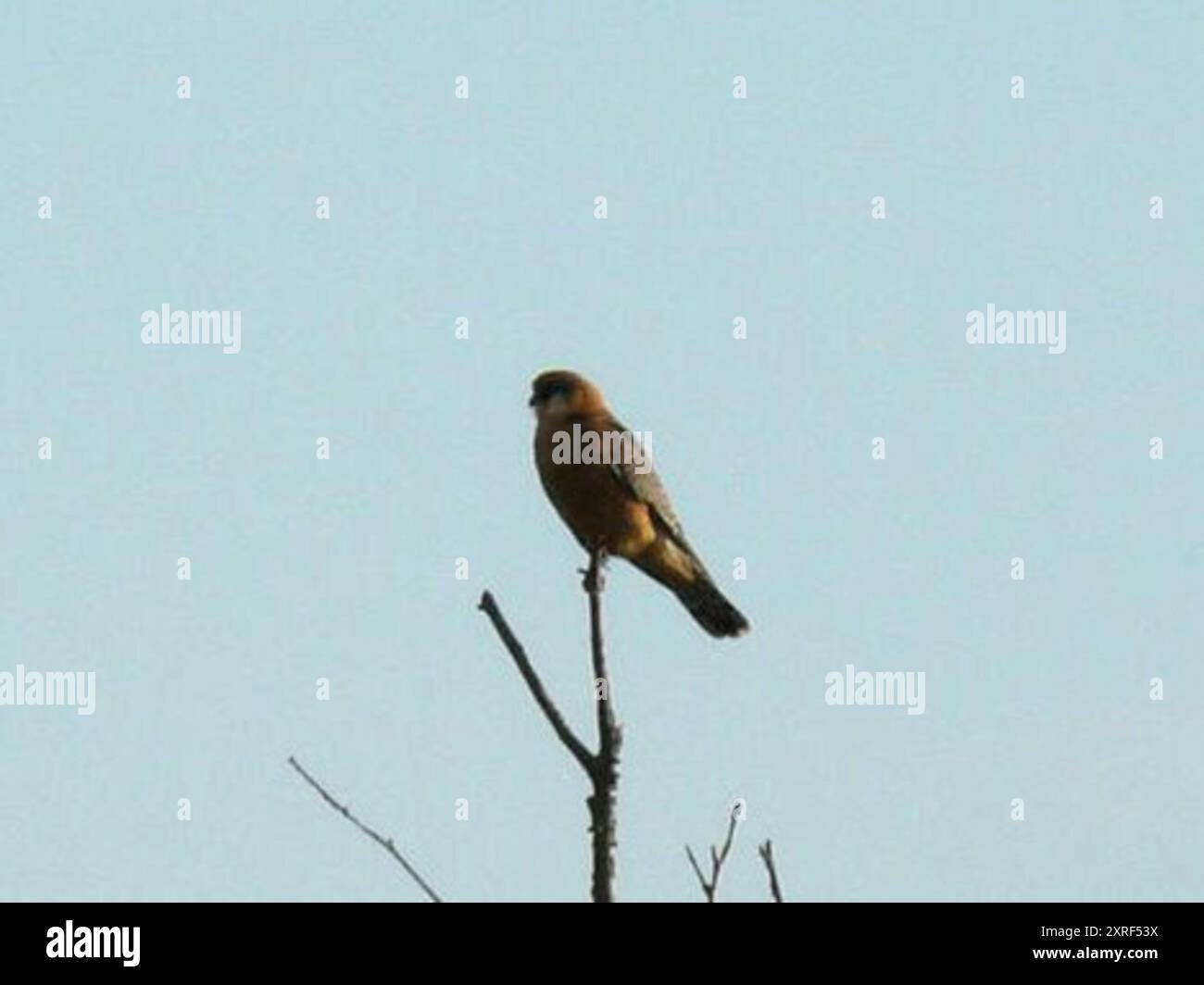 Red-footed Falcon (Falco vespertinus) Aves Stock Photo - Alamy