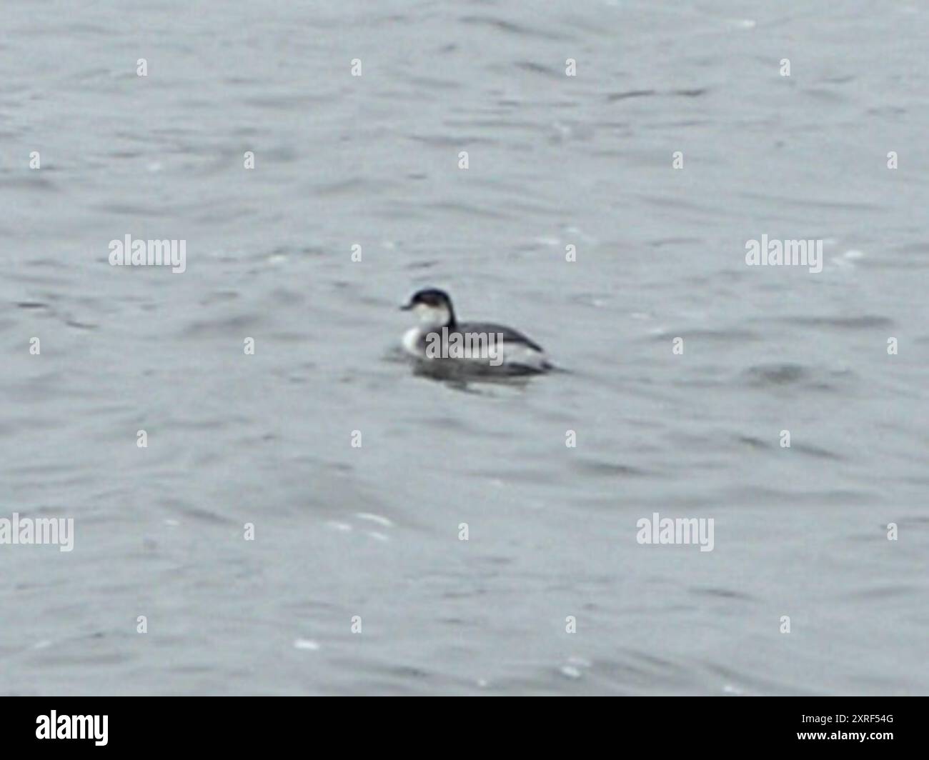 Horned Grebe (Podiceps auritus) Aves Stock Photo - Alamy