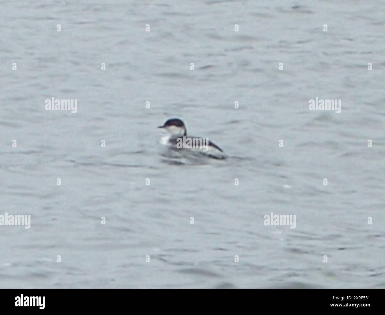 Horned Grebe (Podiceps auritus) Aves Stock Photo - Alamy