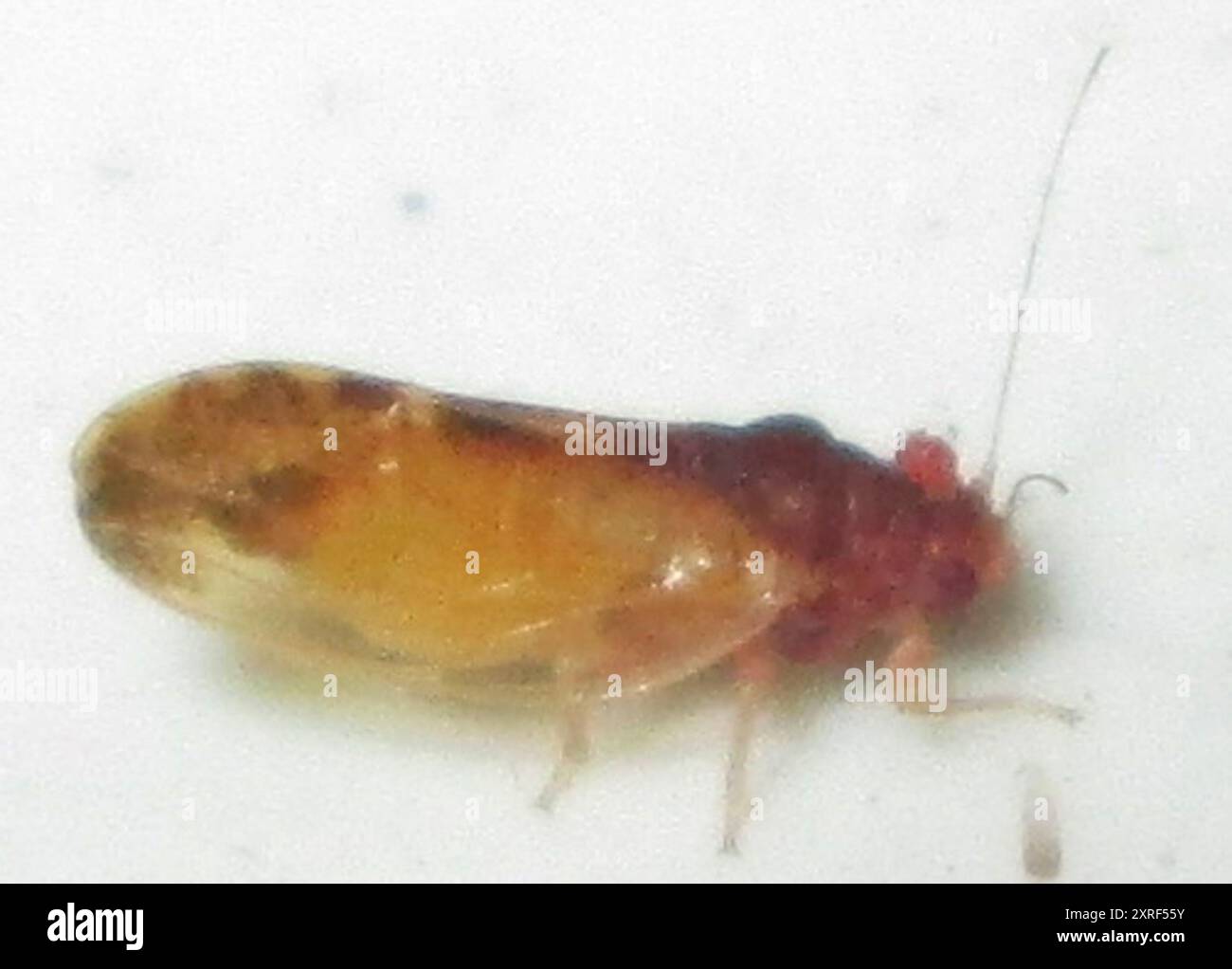 jumping plant lice (Psyllidae) Insecta Stock Photo - Alamy