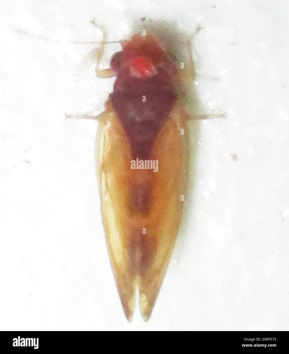 jumping plant lice (Psyllidae) Insecta Stock Photo - Alamy