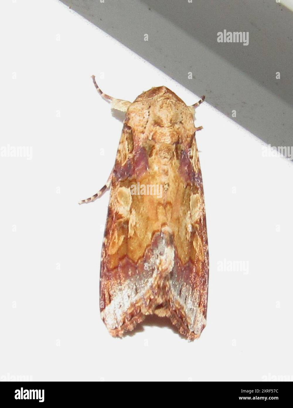 Velvet Armyworm Moth (Spodoptera latifascia) Insecta Stock Photo - Alamy