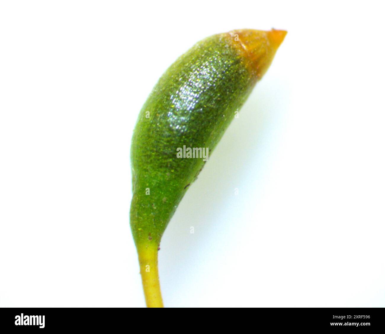 tangled thread moss (Hygroamblystegium varium) Plantae Stock Photo - Alamy