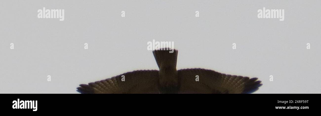 Hawks, Eagles, and Kites (Accipitridae) Aves Stock Photo - Alamy