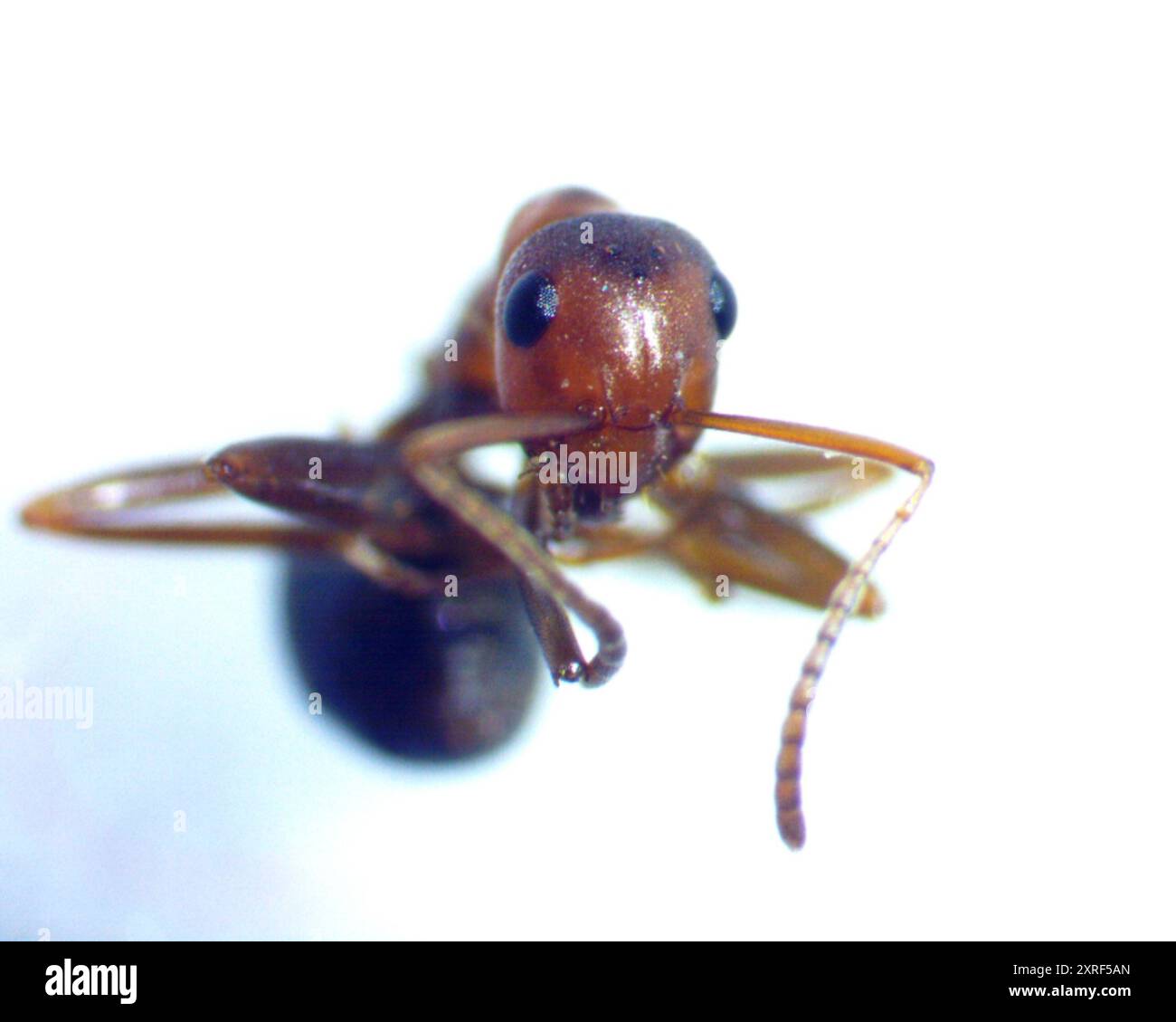 Eastern Mound Ant (Formica integra) Insecta Stock Photo - Alamy