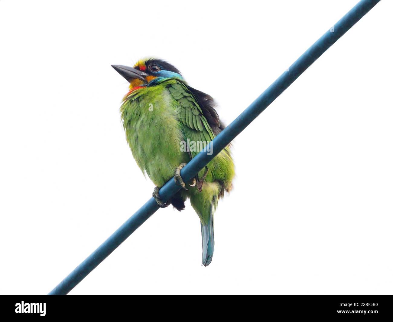 Taiwan Barbet (Psilopogon nuchalis) Aves Stock Photo - Alamy