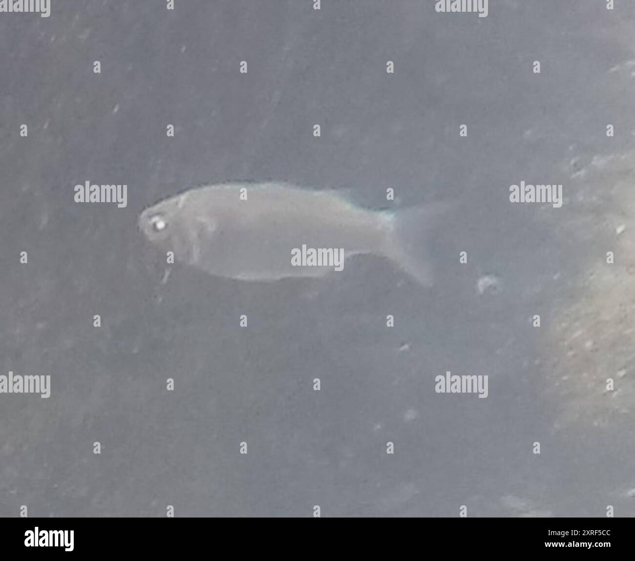 Ray-finned Fishes (Actinopterygii) Actinopterygii Stock Photo - Alamy