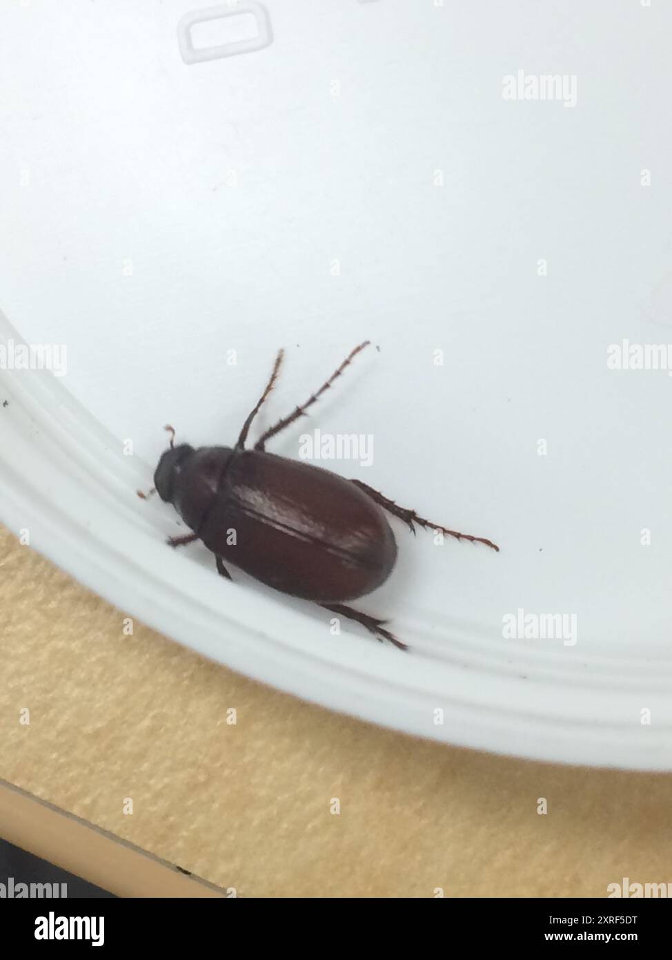 May Beetles (Phyllophaga) Insecta Stock Photo - Alamy