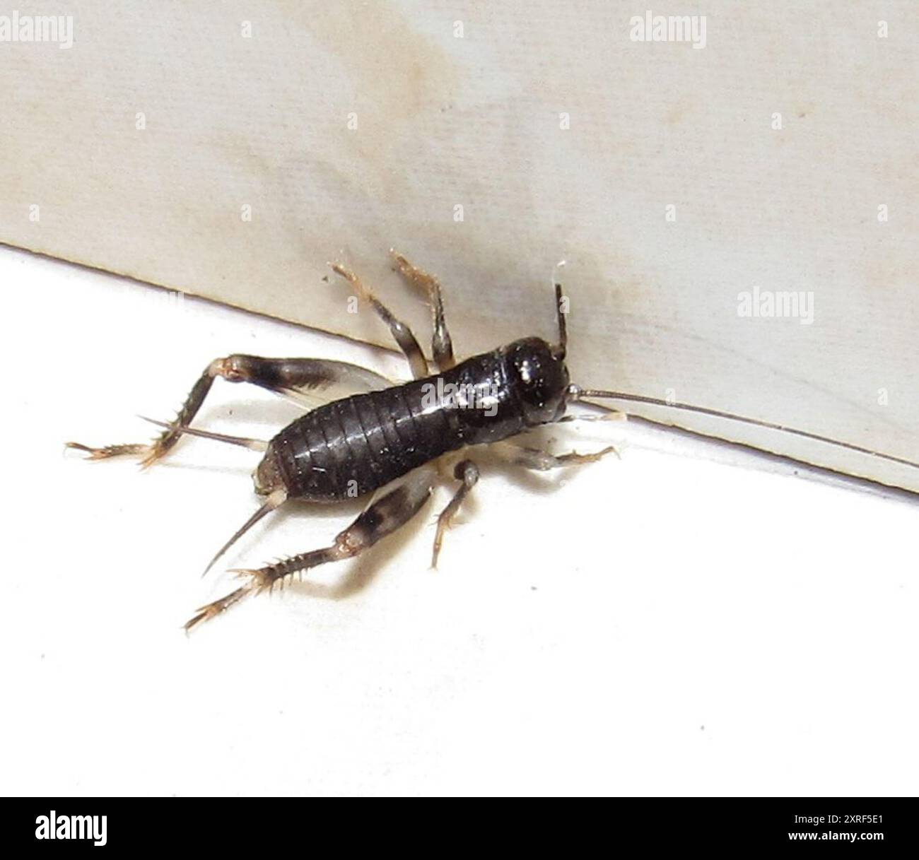 True Crickets (Gryllidae) Insecta Stock Photo - Alamy