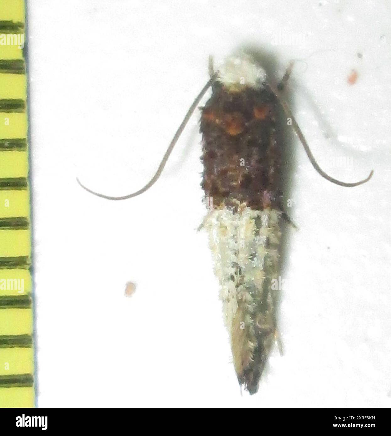 Fungus Moths, Clothes Moths, & Allies (Tineidae) Insecta Stock Photo ...