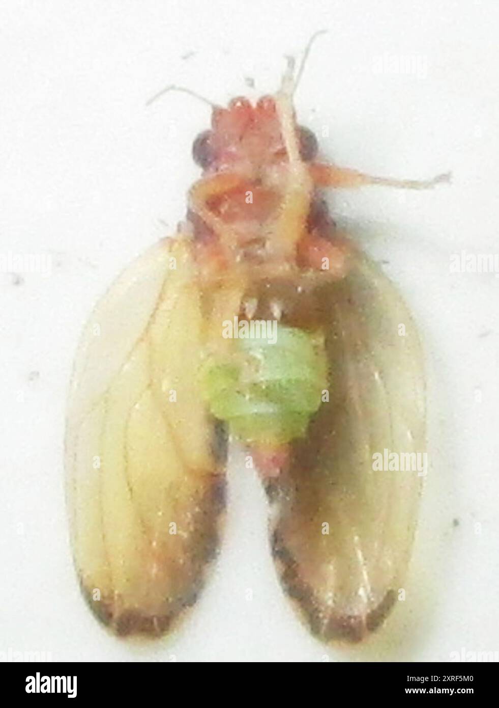 jumping plant lice (Psyllidae) Insecta Stock Photo - Alamy