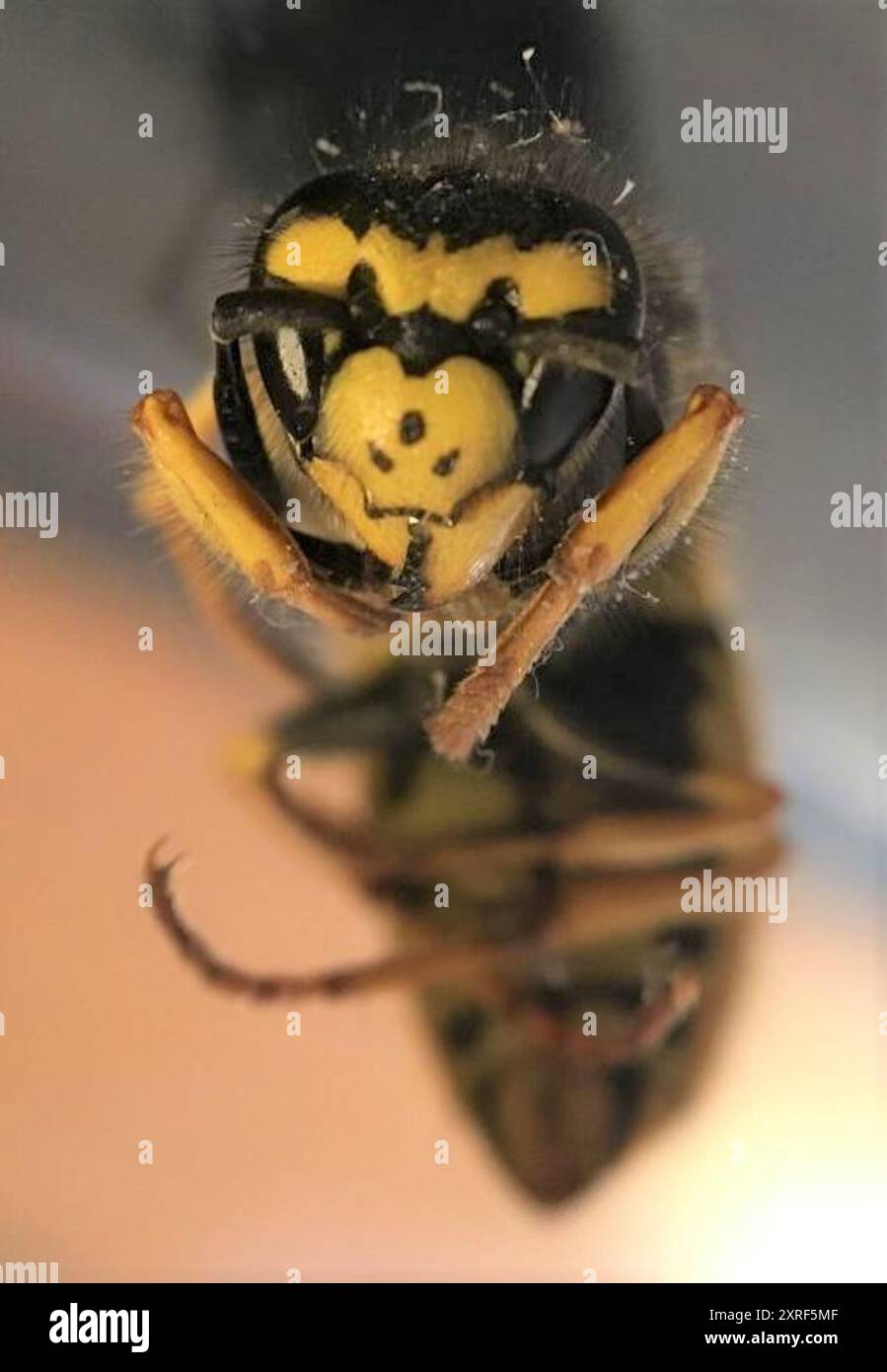 German Yellowjacket (Vespula germanica) Insecta Stock Photo - Alamy