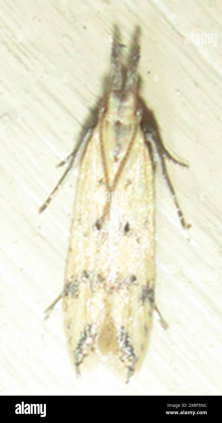 Knot-horn Moths (Phycitinae) Insecta Stock Photo - Alamy