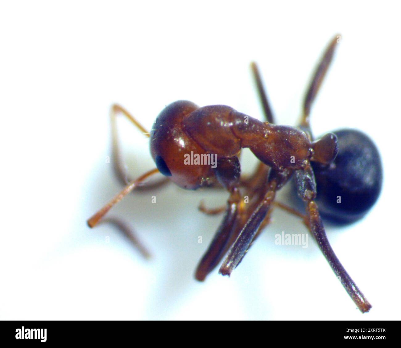 Eastern Mound Ant (Formica integra) Insecta Stock Photo - Alamy