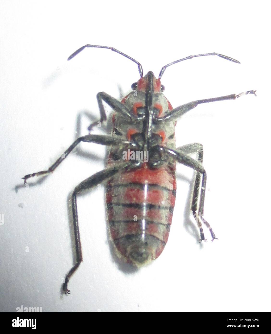 Seed-eating Bugs (Graptostethus) Insecta Stock Photo - Alamy