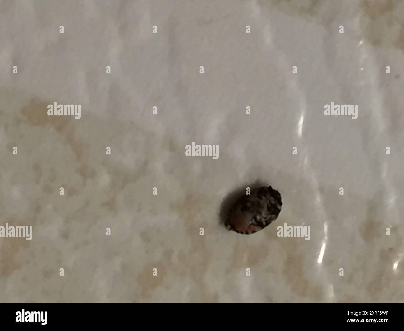 Common Carpet Beetle (Anthrenus scrophulariae) Insecta Stock Photo - Alamy