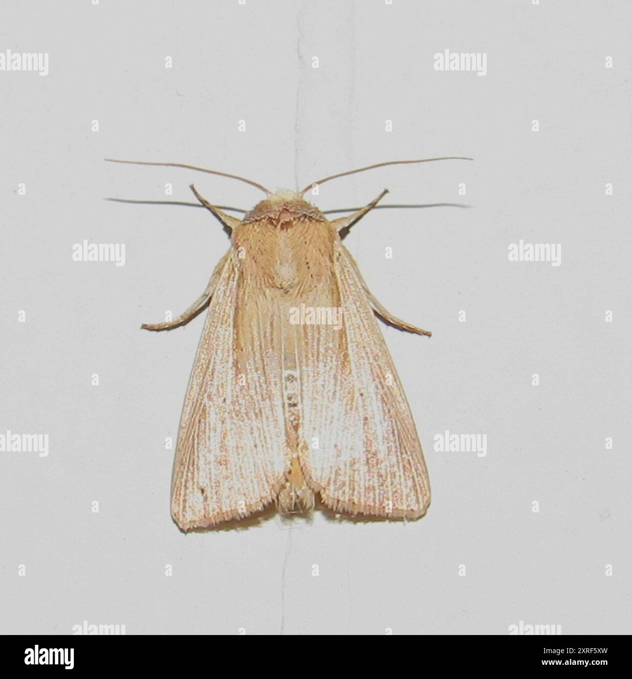 Wainscot Moths (Leucaniini) Insecta Stock Photo - Alamy