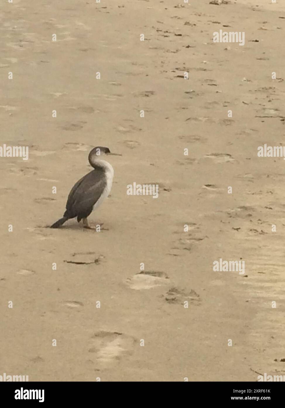 Mainland Spotted Shag (Phalacrocorax punctatus punctatus) Aves Stock ...