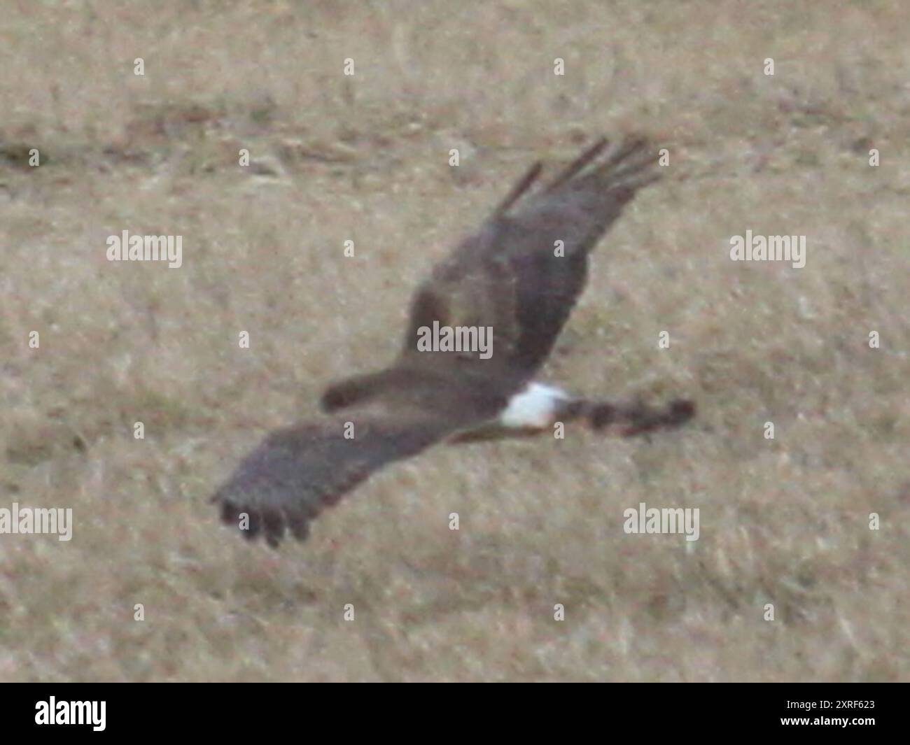 Northern Harrier (Circus hudsonius) Aves Stock Photo - Alamy