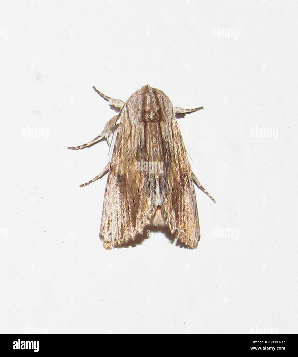 Southern Armyworm Moth (Spodoptera eridania) Insecta Stock Photo - Alamy