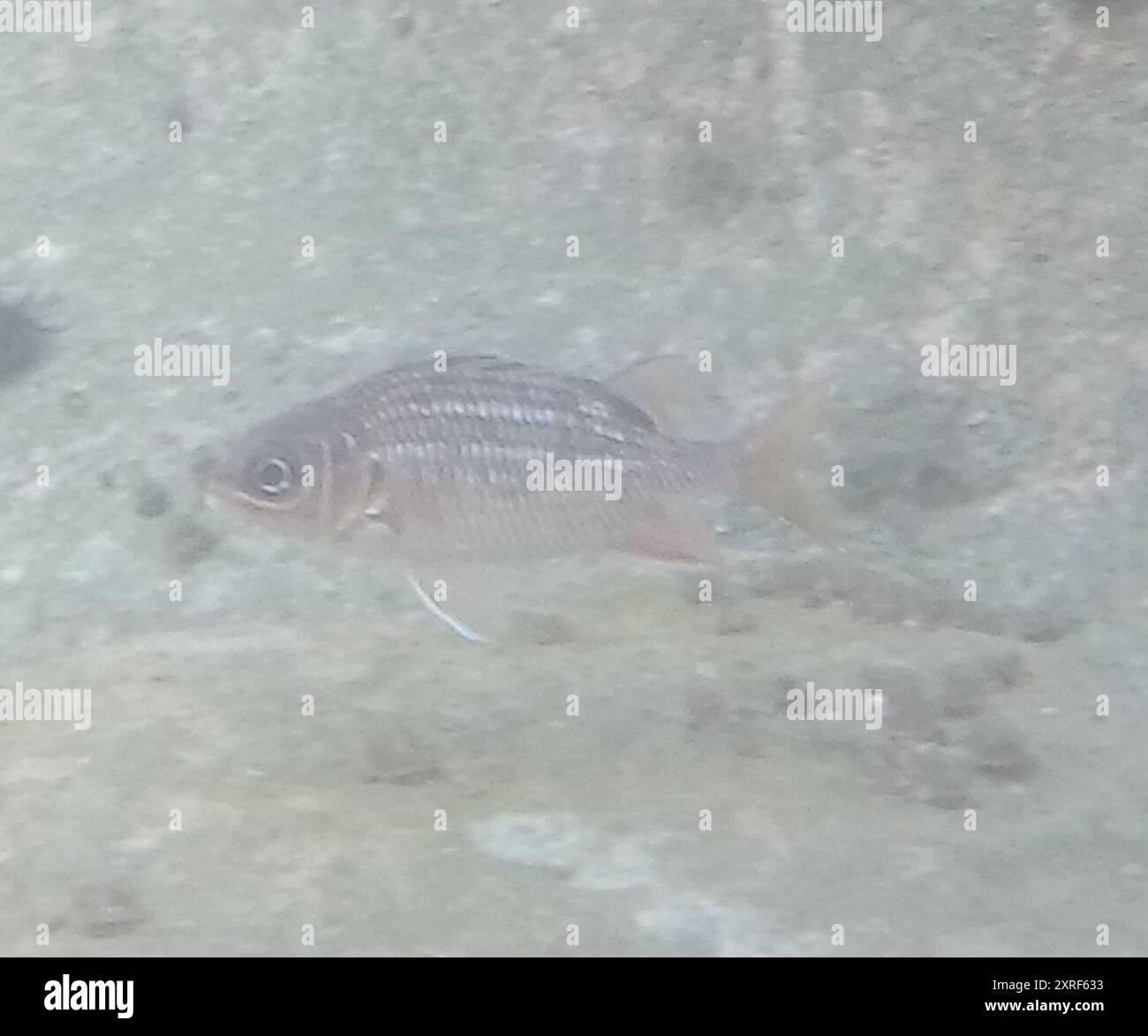 Tinsel Squirrelfish (Neoniphon suborbitalis) Actinopterygii Stock Photo ...