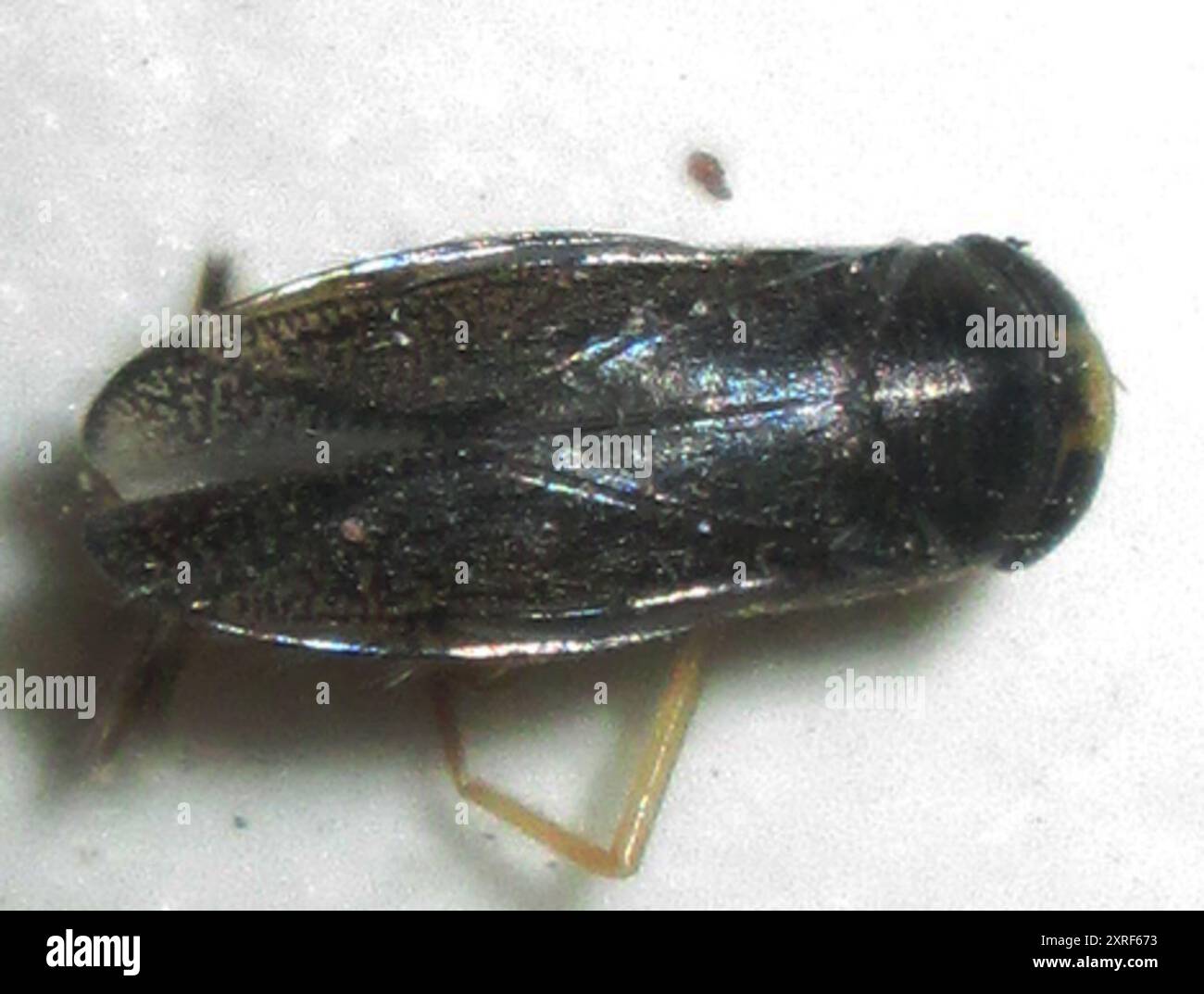 Corixidae water boatmen hi-res stock photography and images - Alamy