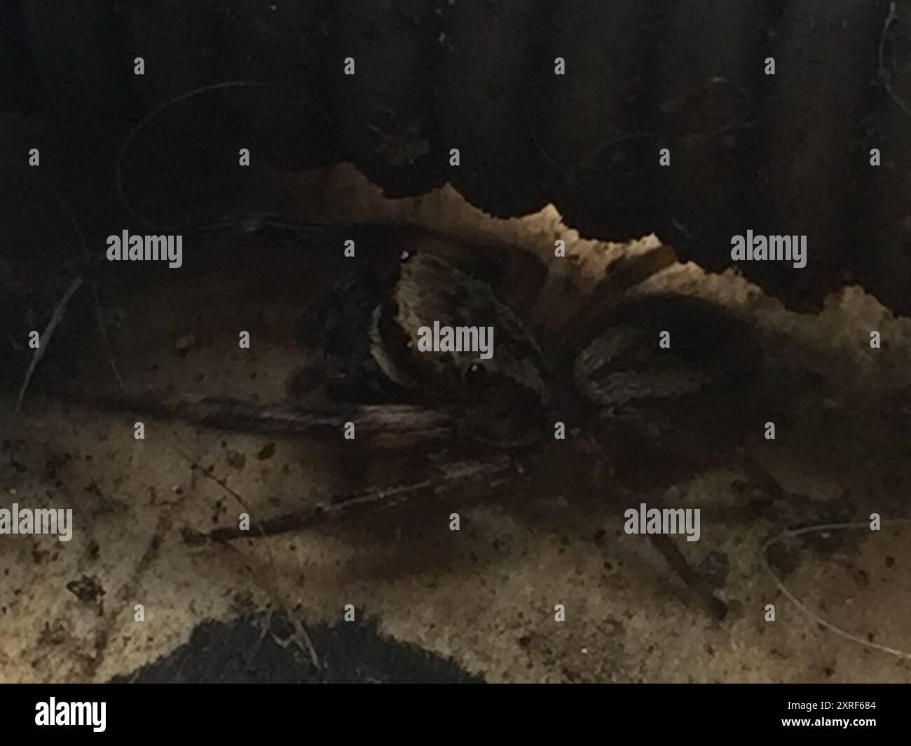 Golden-brown Jumping Spider (Trite auricoma) Arachnida Stock Photo - Alamy