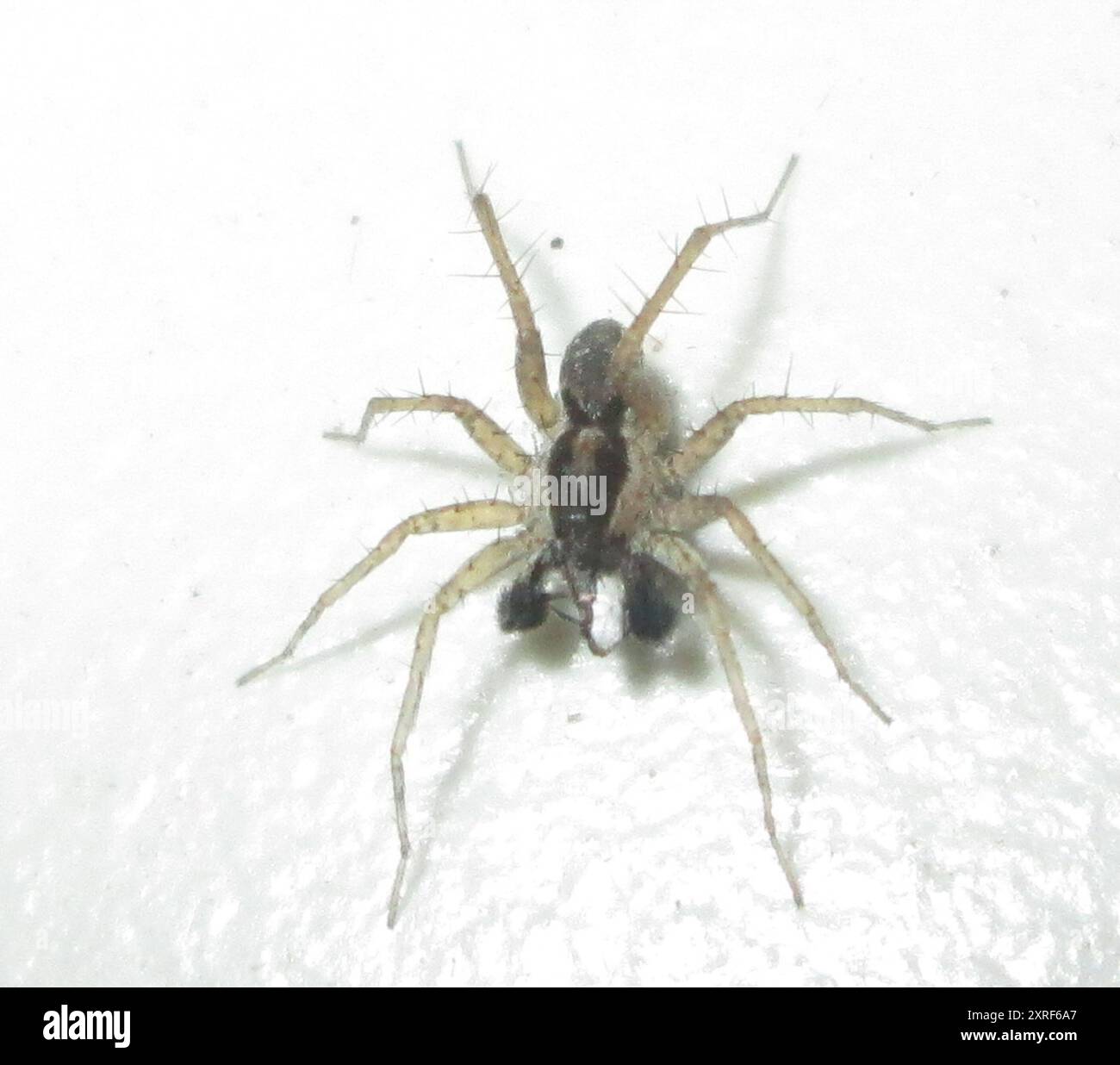 Spiders (Araneae) Arachnida Stock Photo - Alamy