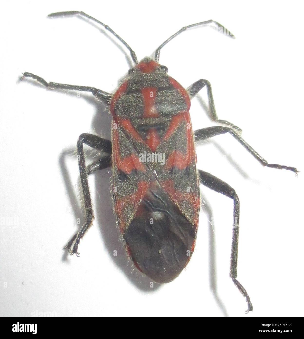 Seed-eating Bugs (Graptostethus) Insecta Stock Photo - Alamy