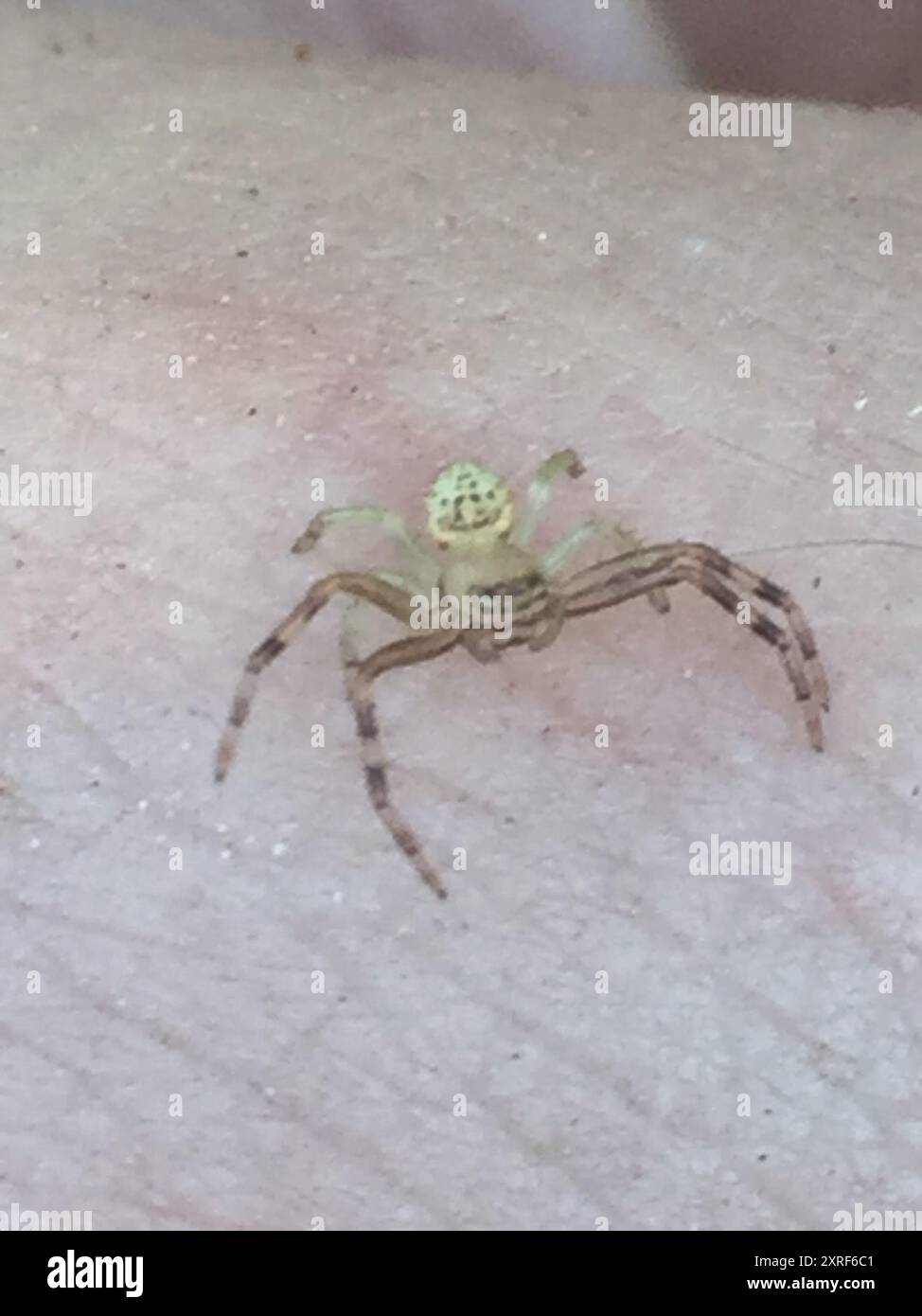 Flower Spiders (Diaea) Arachnida Stock Photo - Alamy