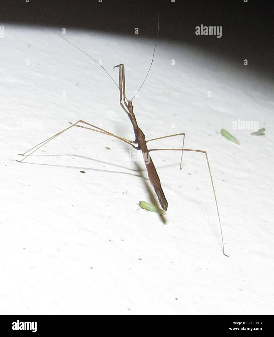 Thread-legged Bugs (Emesinae) Insecta Stock Photo - Alamy