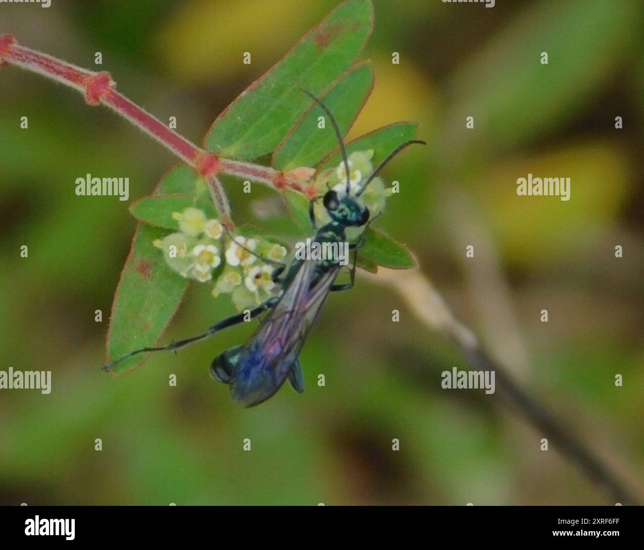 Blue Mud-dauber Wasps (Chalybion) Insecta Stock Photo - Alamy