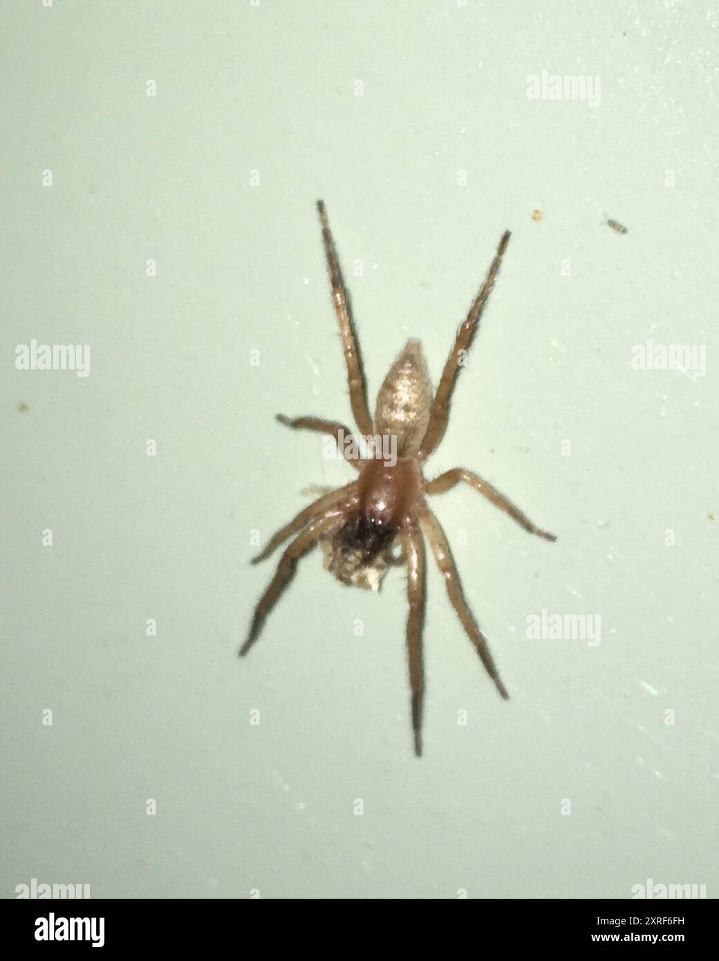 garden ghost spider (Hibana gracilis) Arachnida Stock Photo - Alamy