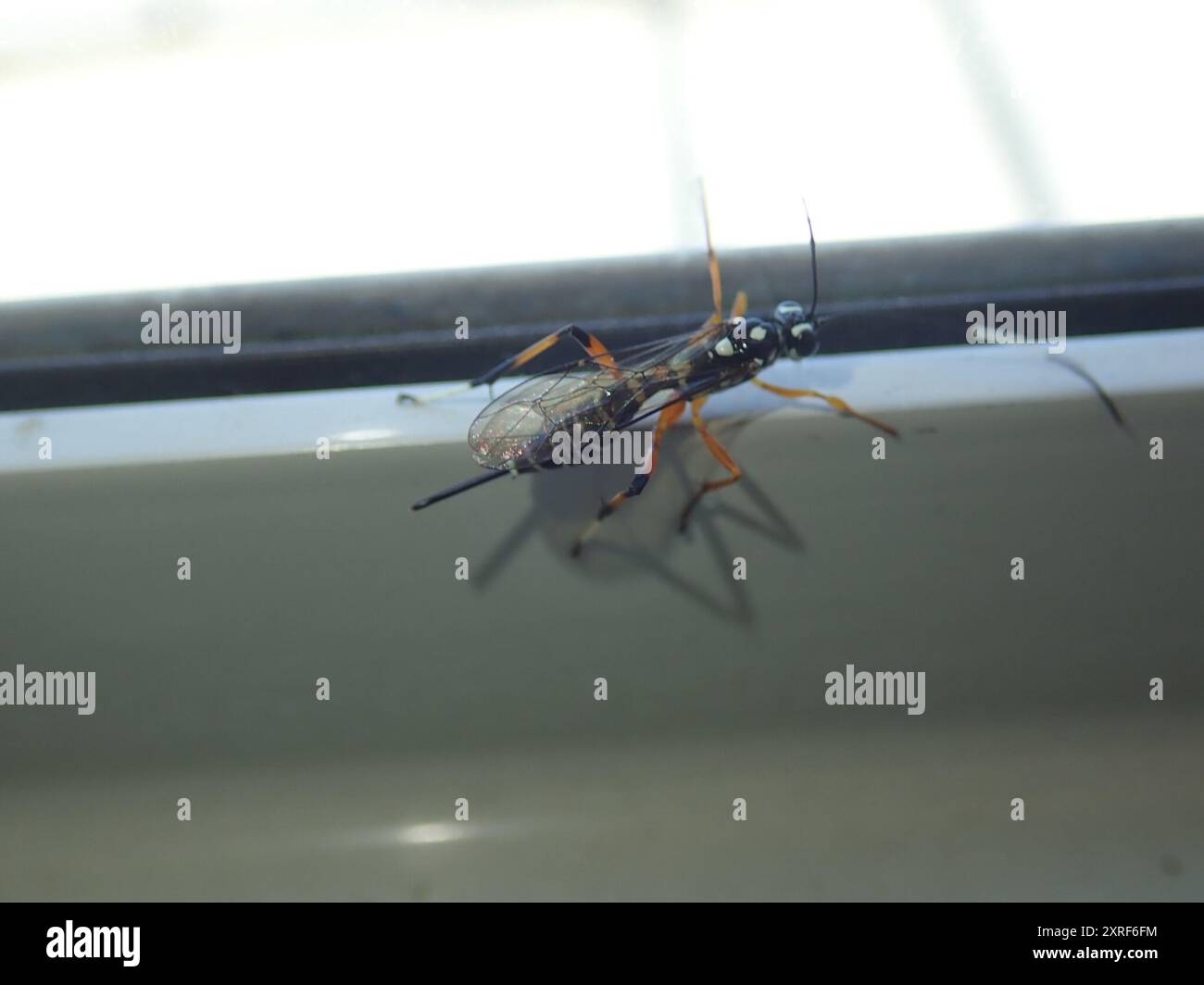 Lemon Tree Borer Parasitoid Wasp (Xanthocryptus novozealandicus ...